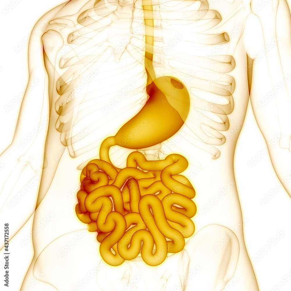 Human Digestive System Stomach with Small Intestine Anatomy Stock ...
