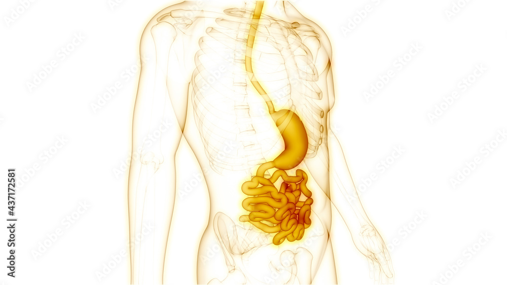 Human Digestive System Stomach with Small Intestine Anatomy Stock ...