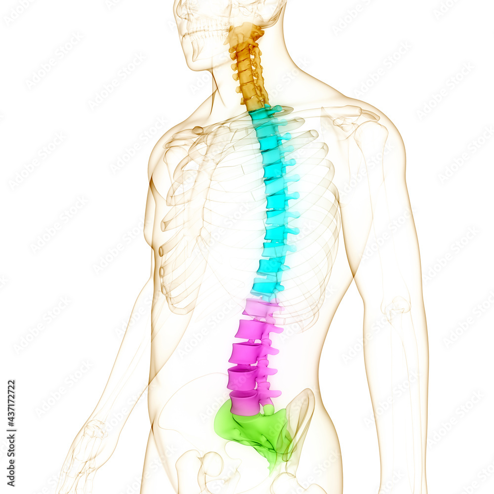 Spinal Cord Vertebral Column of Human Skeleton System Anatomy Stock ...