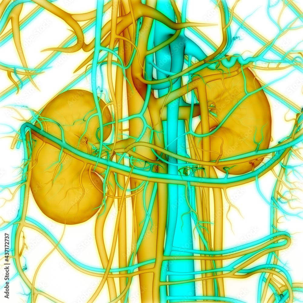 Human Urinary System Kidneys Anatomy Stock Illustration | Adobe Stock