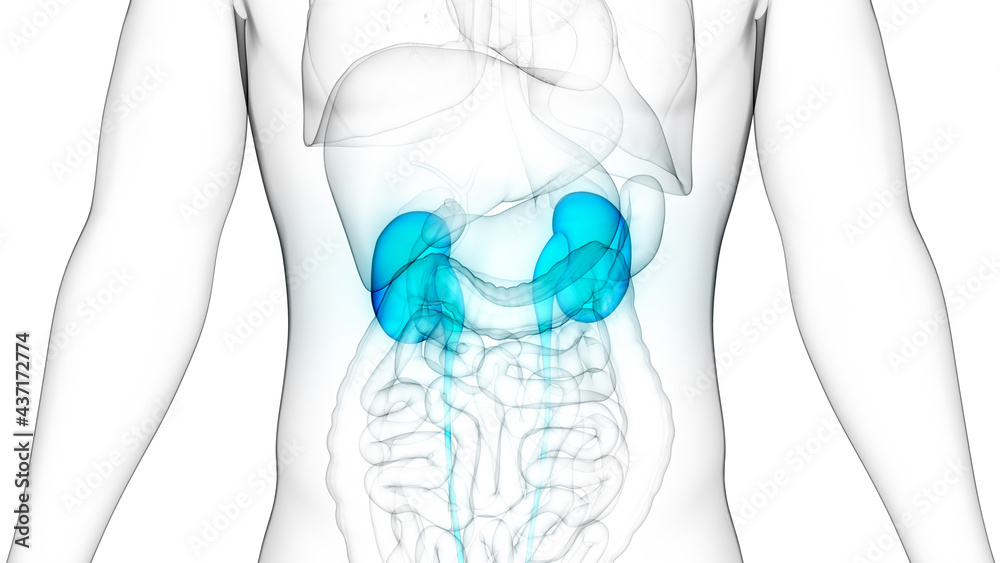 Human Urinary System Kidneys Anatomy Stock Illustration | Adobe Stock