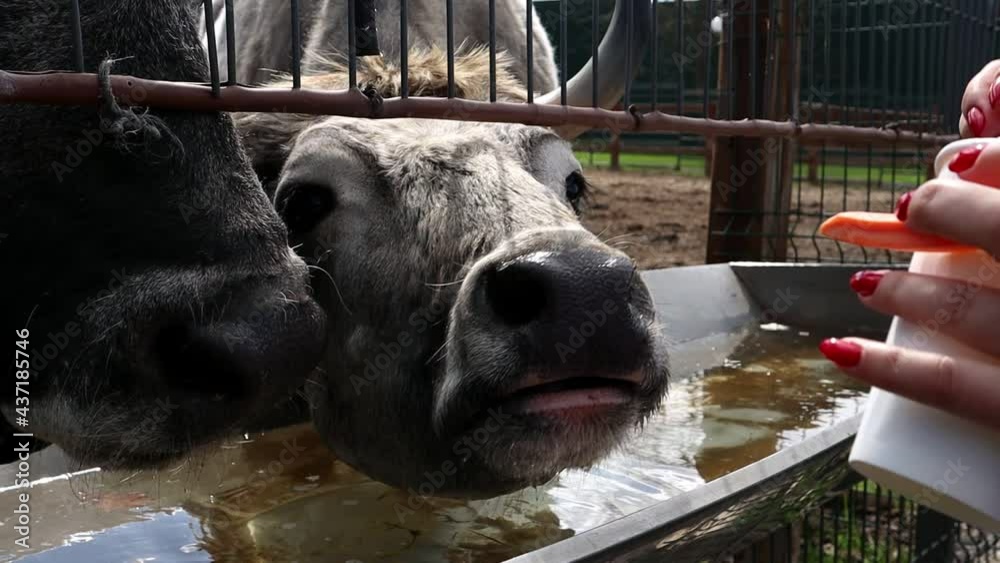 Hungarian and Ukrainian gray cows on the farm. Aboriginal breed of ...
