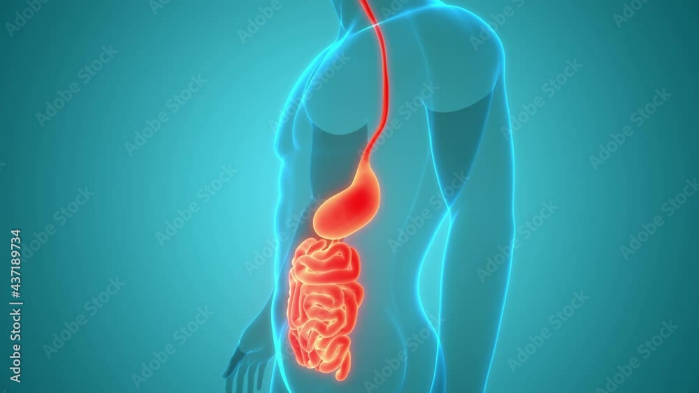 Human Digestive System Stomach with Small Intestine Anatomy Animation ...