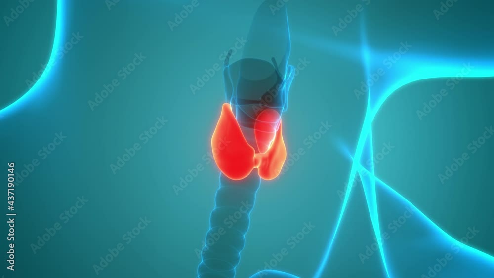 Human Body Glands Thyroid Gland Anatomy Animation Concept Stock ビデオ ...