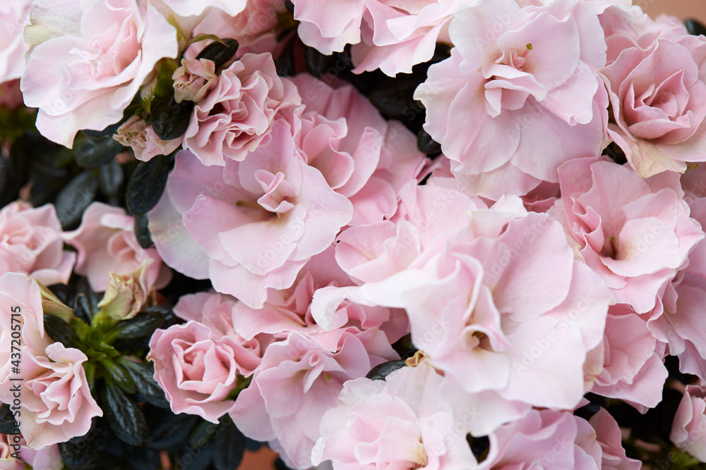 Double pink azalea flowers and buds texture background Stock Photo ...