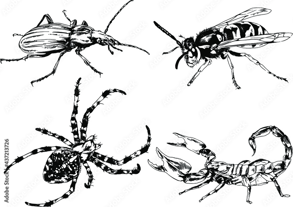 vector drawings sketches different insects bugs Scorpions spiders drawn ...