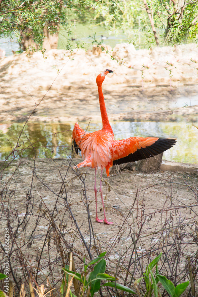 Red flamingo (lat. Phoenicopterus ruber) with long legs standing on the ...