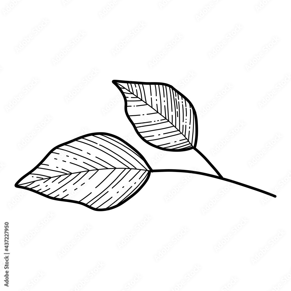 Free hand Sakura flower leaf vector, Beautiful line art Peach blossom ...