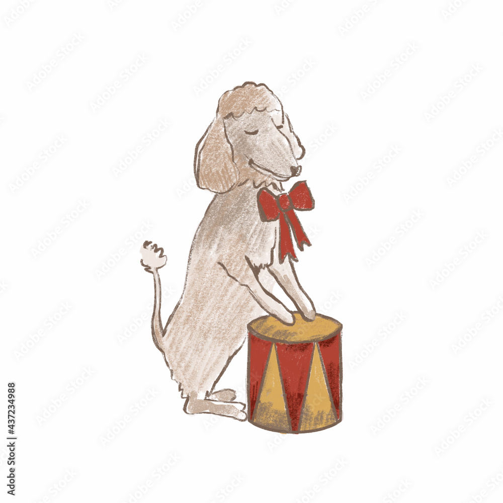Drawn poodle with a red bow circus dog with a drum. Raster illustration ...