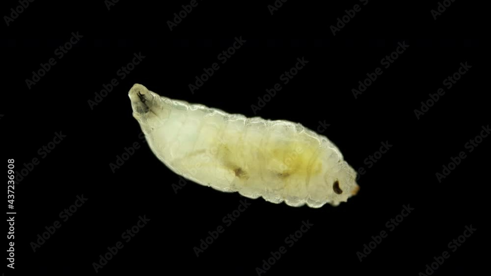 Worm-like larva of fruit fly insect Drosophila melanogaster under a ...