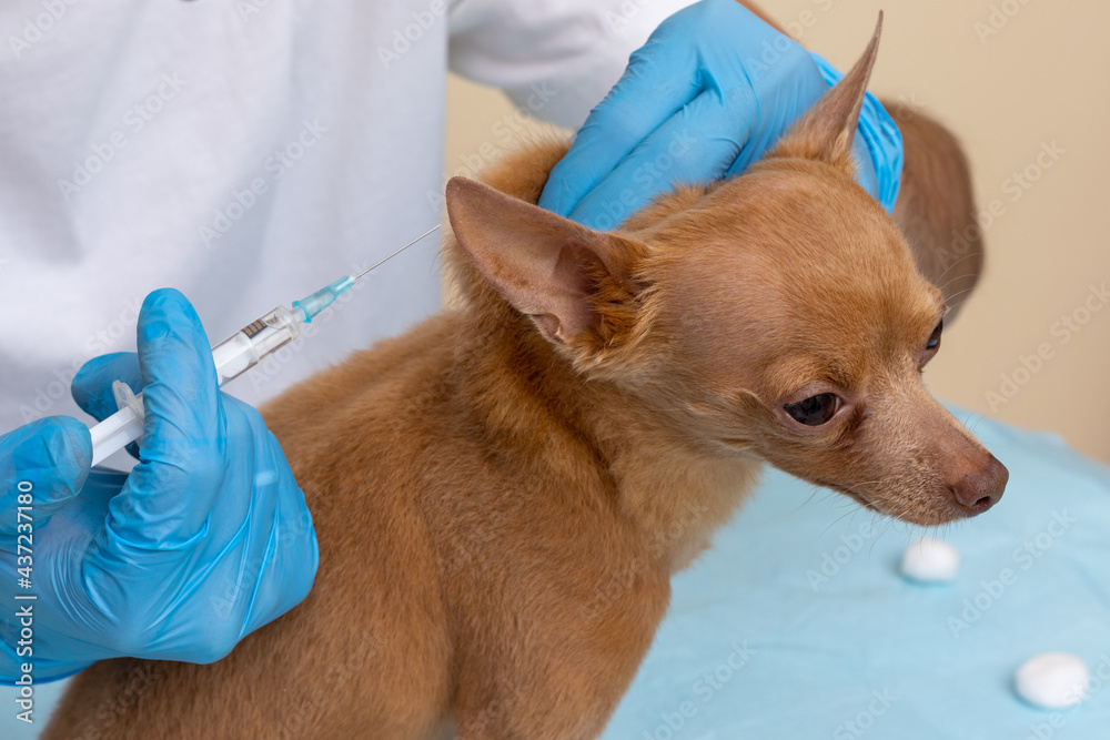 Antiviral injection for pets. Vet's hand holding the syringe and dogs ...