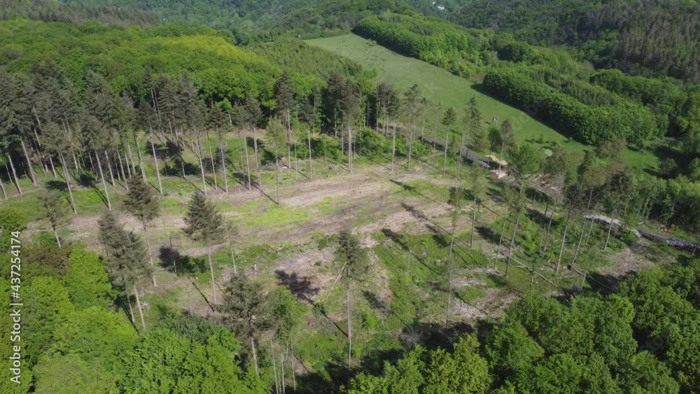 Aerial shot of forest dieback during sunny day,large wood clearing of ...