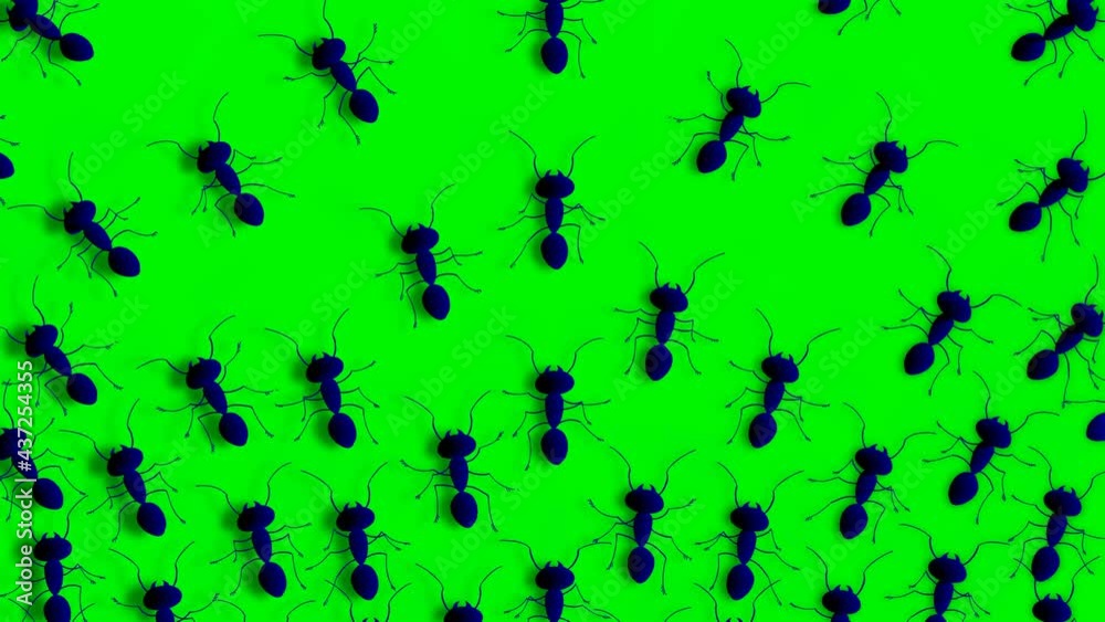 Vidéo Stock GROUP OF ANTS ARE WALKING A group of ant are walking.2D ...