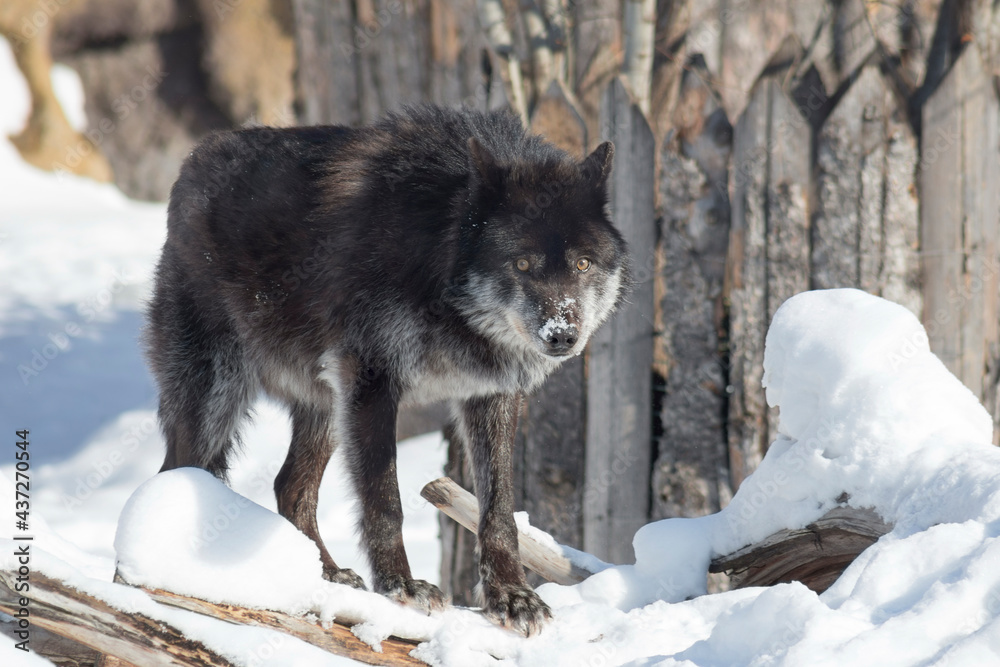 Black canadian wolf is looking at the camera. Canis lupus pambasileus ...