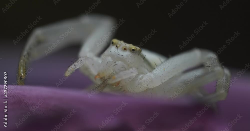Beautiful white spider on a purple flower.Close-up shot also showing ...