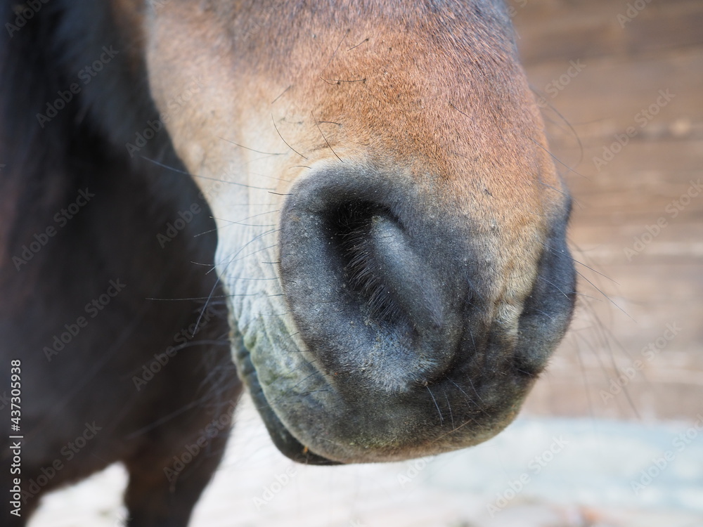 brown horse's nostrils close-up. Big nose with nostrils Stock Photo ...