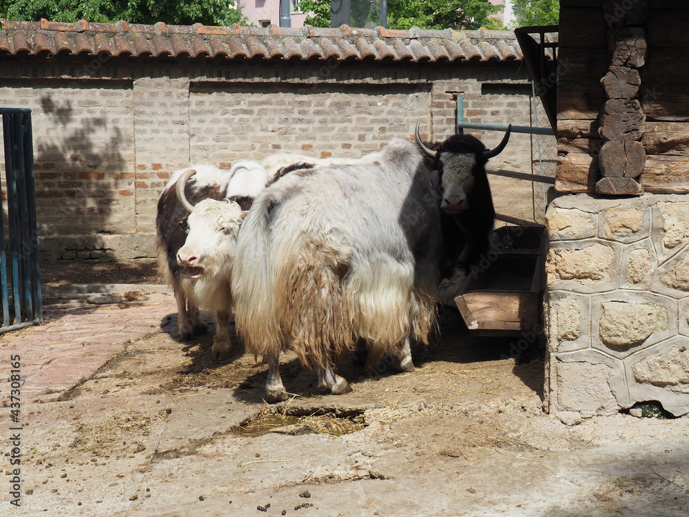 yaks eat at the trough. The yak Bos mutus is a cloven-hoofed mammal ...