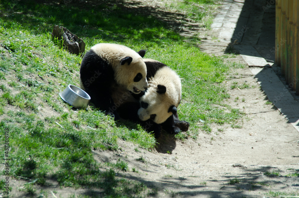 osos panda jugando Stock Photo | Adobe Stock