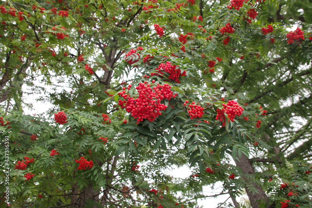 Sorbus tree, European rowan, mountain-ash, Sorbus aucuparia Stock Photo ...