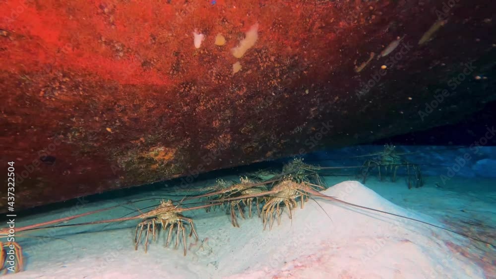 Lobster Family Under Hull of Sea Venture Shipwreck (1609) in Clear ...