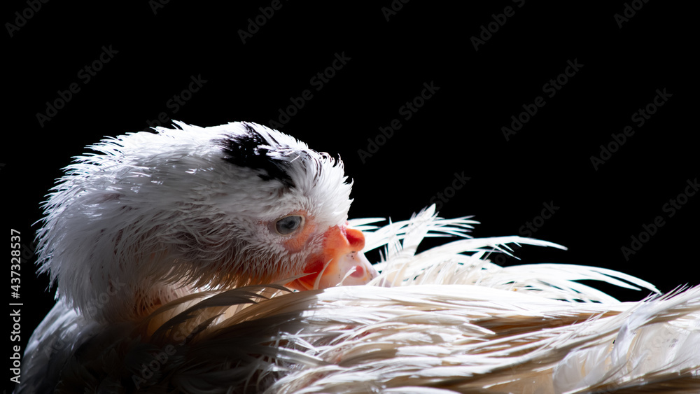 White duck standing close to the camera, domesticated wild animal, with ...