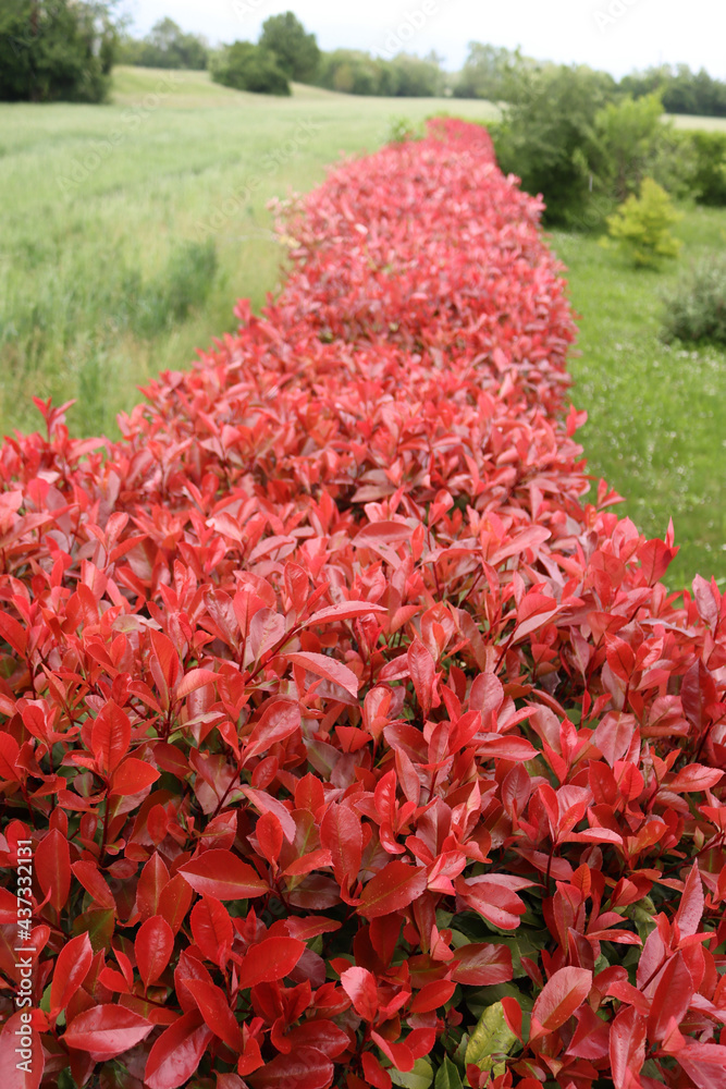 Top view of Photinia hedge with new red leaves on branches on ...