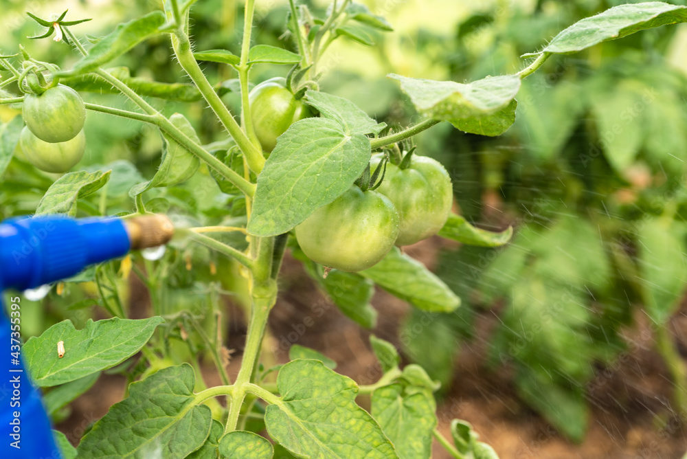 Spraying a tomato with liquid from pests - insecticides, products that ...