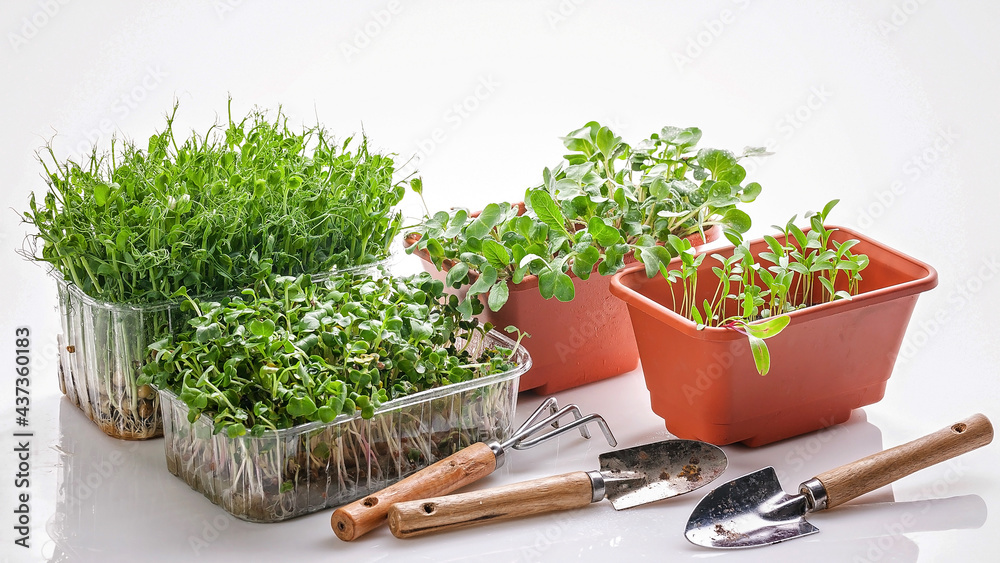 Microgreens. Various types of sprouted greens. Organic food for a ...