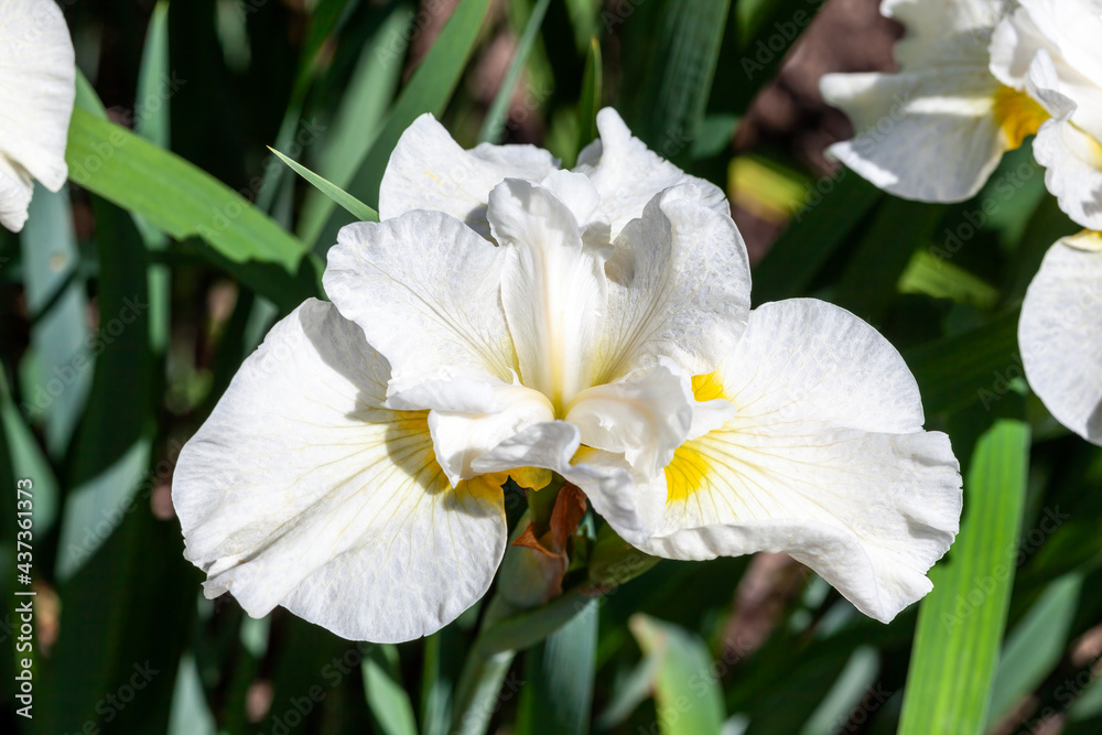 Iris sibirica 'Silver Queen' a summer flowering plant with a white ...
