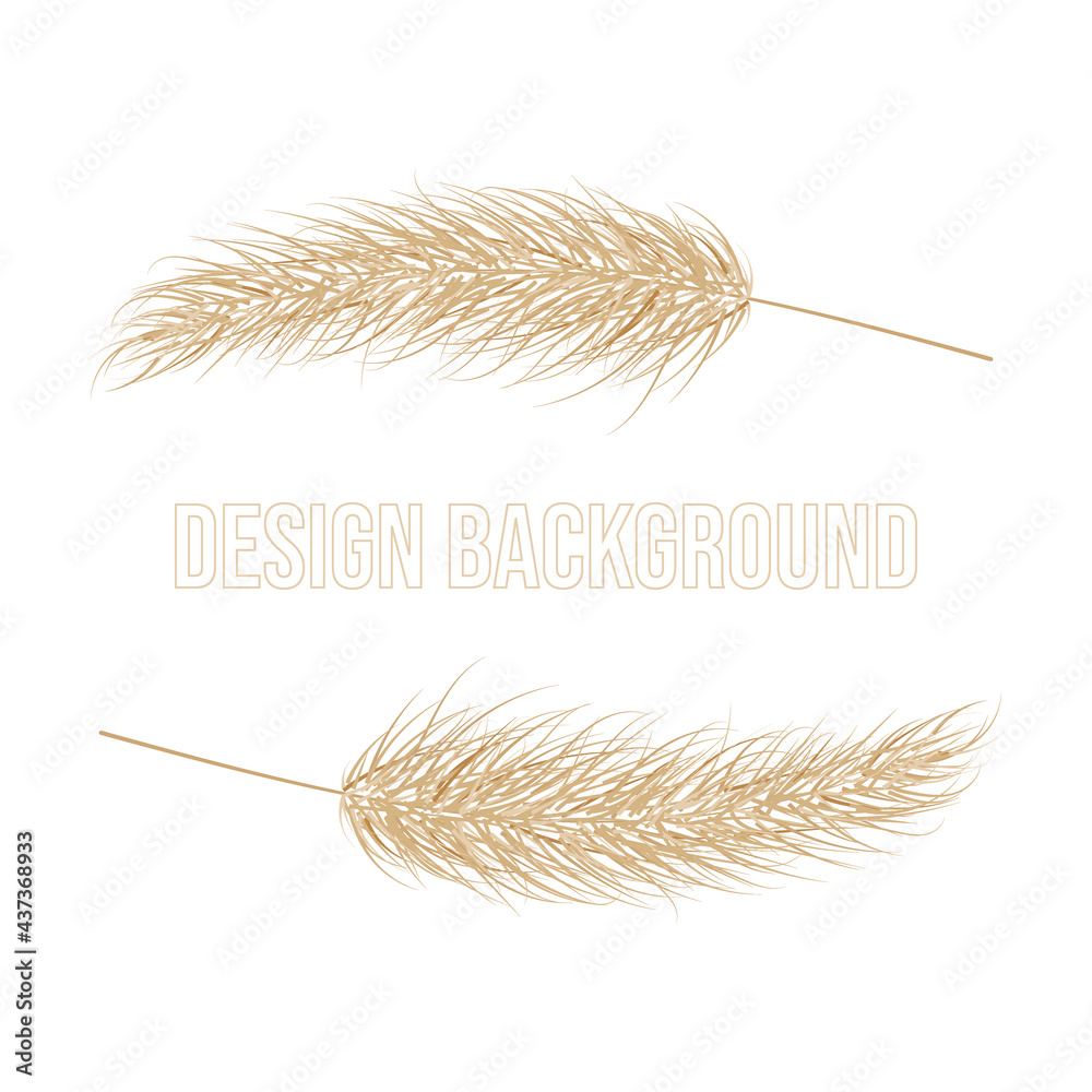 Pampas dry grass frame. Branch of pampas grass. Panicle, feather flower ...