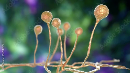 Mucor mold, black fungus, yellow fungus, 3D animation. Opportunistic ...