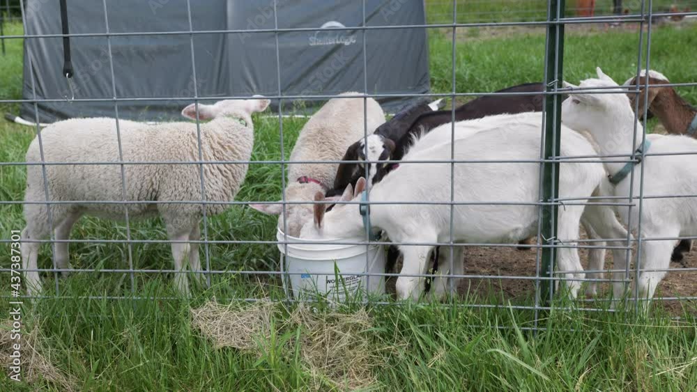 Static close up of young sheep and goats pushing to drink from 5 gallon ...