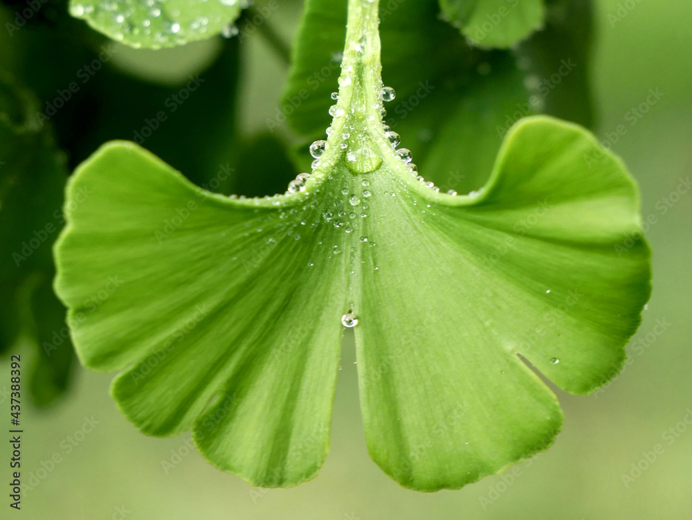 Ginkgo biloba close-up on leaves with rain drops. A plant with healing ...