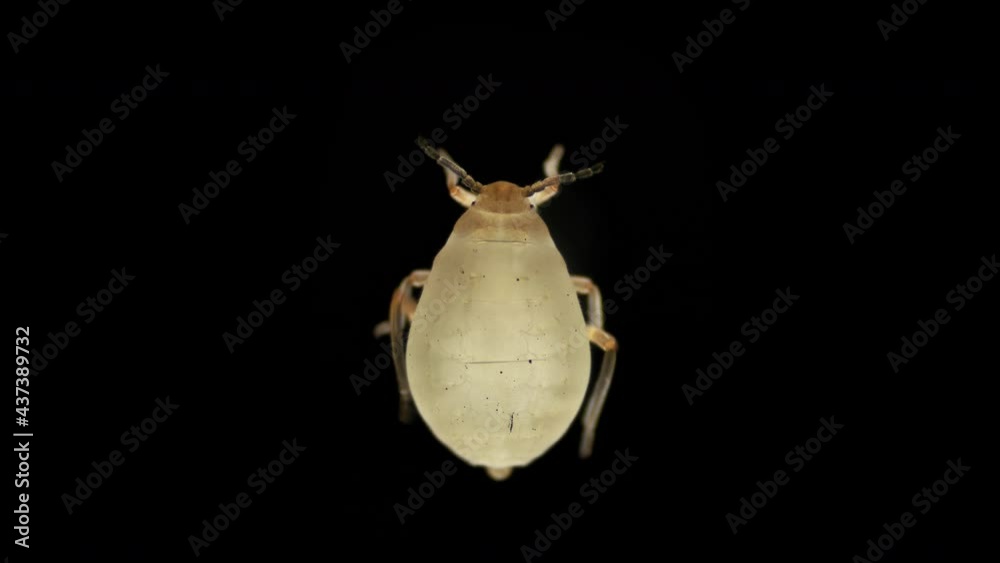 Aphid under a microscope, order Hemiptera, an insect living on leaves ...