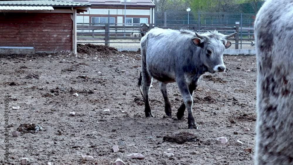 Video Stock Hungarian and Ukrainian gray cows on the farm. Aboriginal ...