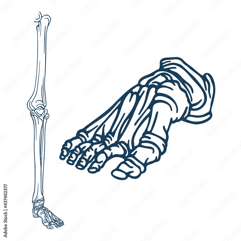 Cartoon Skeleton Foot