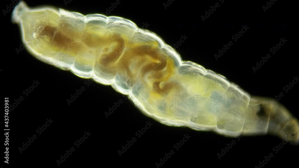 worm-like larva of a fly (midge) insect of the order Diptera under a ...