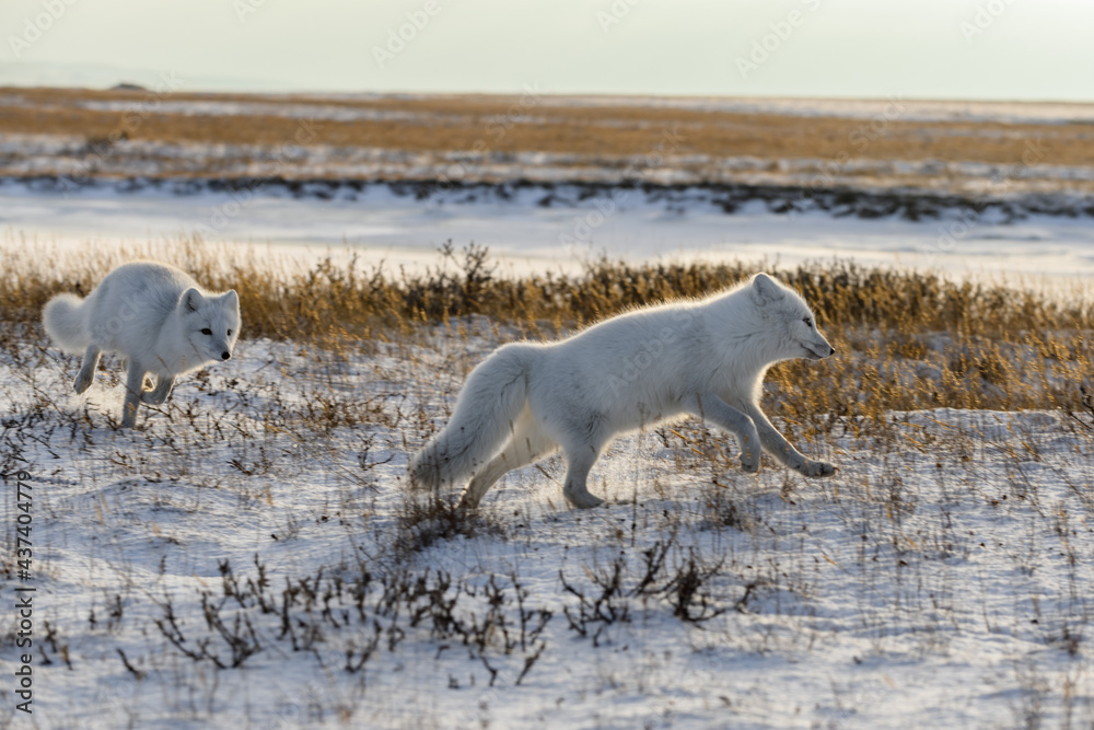 Two arctic foxes (Vulpes Lagopus) in wilde tundra. Arctic fox on the ...