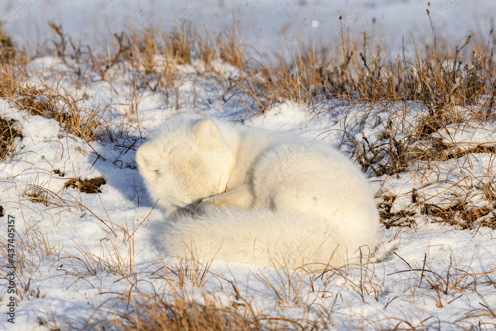Arctic fox (Vulpes Lagopus) in wilde tundra. Arctic fox lying. Sleeping ...