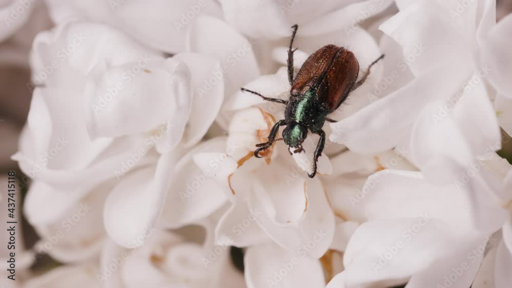 Anisoplia segetum Melolontha melolontha also known as a May bug or ...