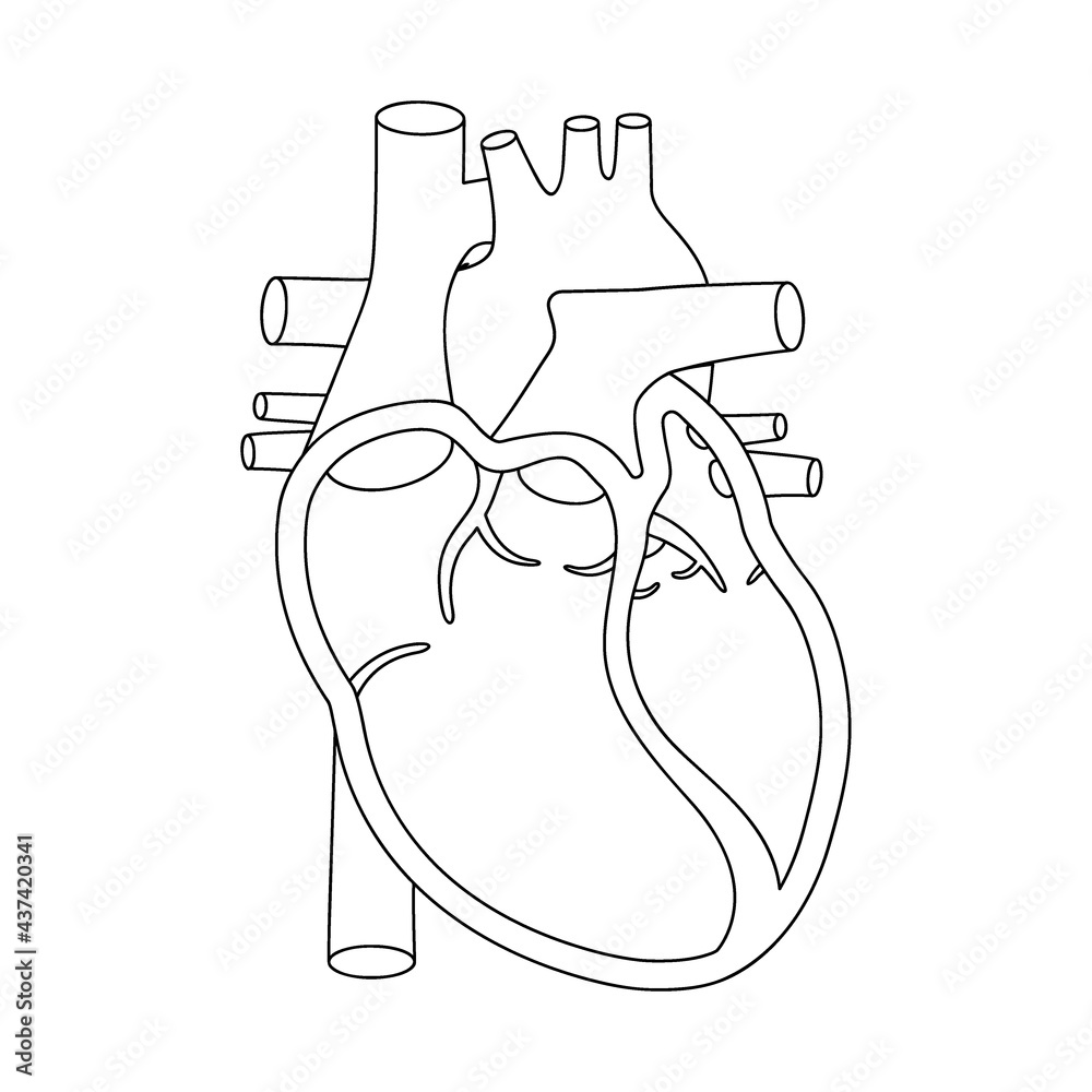 Human heart illustration. Anatomically correct heart with cross-section ...