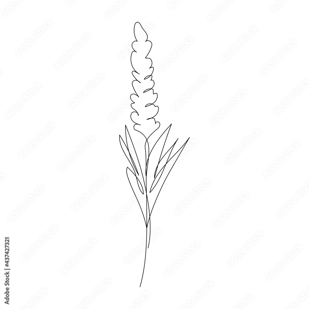 Lavender flower in continuous one line drawing. Modern line art. Vector ...