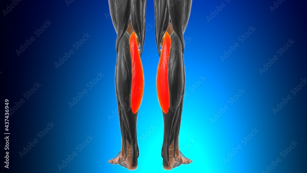 Medial head of gastrocnemius Muscle Anatomy For Medical Concept 3D ...