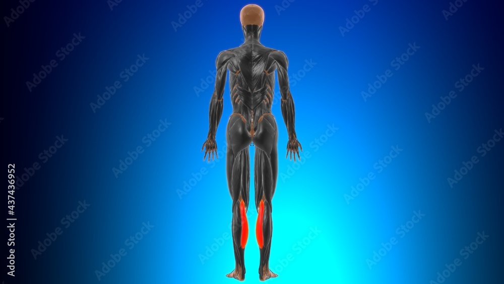 Medial head of gastrocnemius Muscle Anatomy For Medical Concept 3D ...