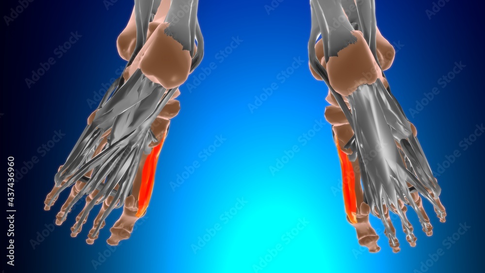 Medial head of flexor hallucis brevis Anatomy For Medical Concept 3D ...