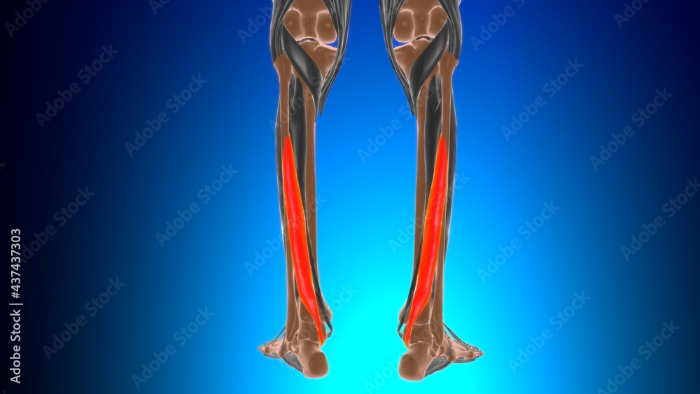 Flexor hallucis longus Muscle Anatomy For Medical Concept 3D Stock ...