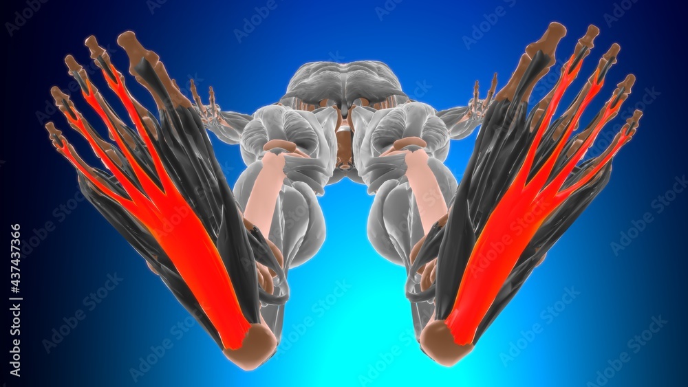 Poster Flexor digitorum brevis Muscle Anatomy For Medical Concept 3D ...