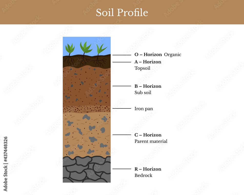 Soil horizons or layers, labelled vector diagram Stock Vector | Adobe Stock