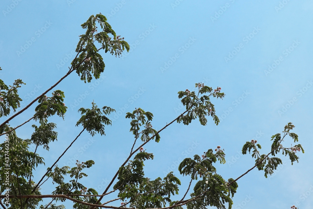 Póster Albizia lebbeck (frywood, siris, frywood, Shak Shak Tree) ; A ...