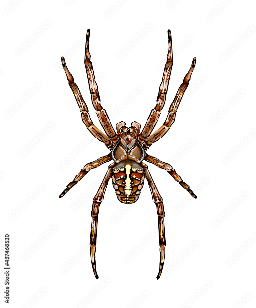 Spider garden spider Araneus a kind of spider from the family of ...